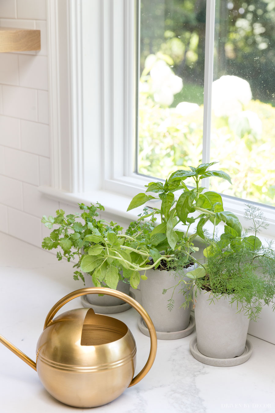 My Mini Indoor Herb Garden, The Perfect Alternative to Wallpaper ... My Mini Indoor Herb Garden, The Perfect Alternative to Wallpaper ...